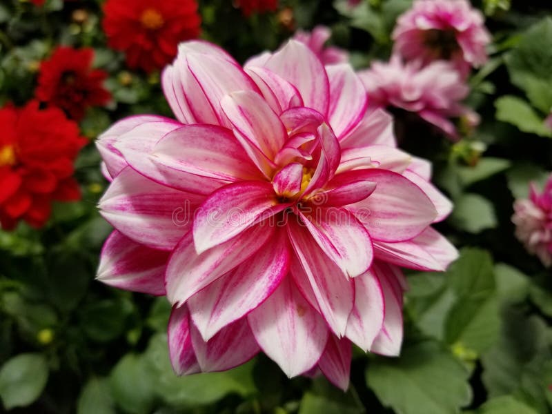 Beautiful Light Pink Dahlia Blooming in the Spring Stock Photo - Image ...