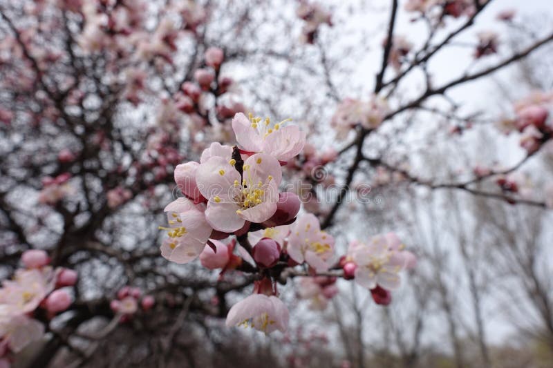 Beautiful Light Pink Flowers of Apricot in March Stock Photo - Image of ...