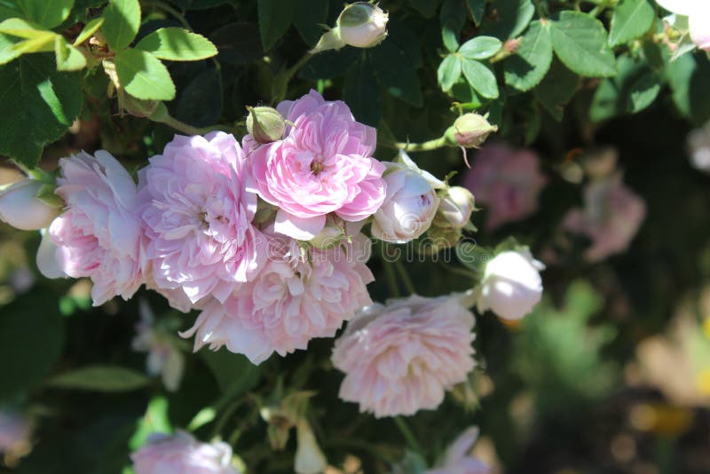 Fluffy pink flower stock photo. Image of leaves, pink - 63860002