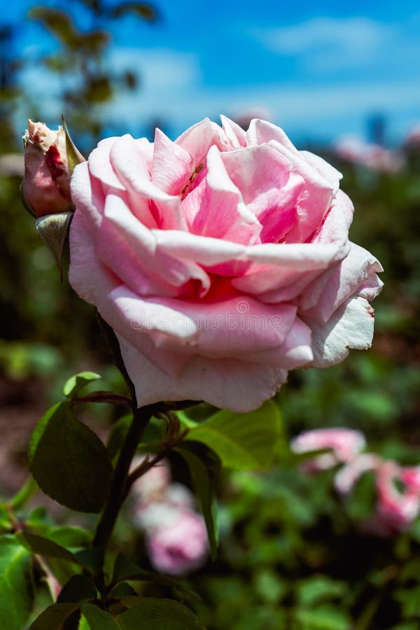 Beautiful Light Pink Rose Fully Open in a Garden Stock Image - Image of ...