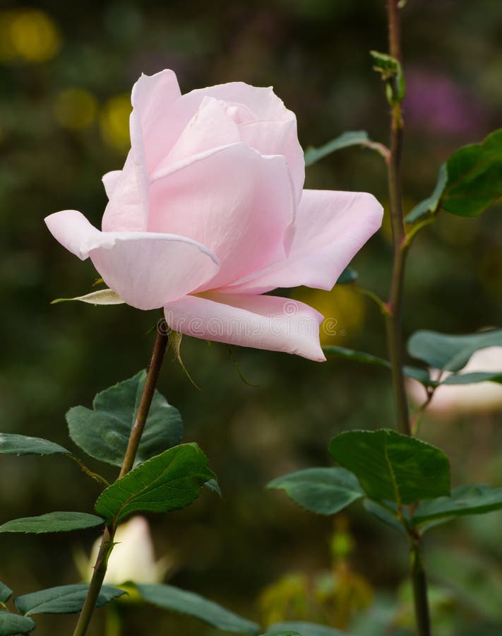 Beautiful Light Pink Rose in a Garden Stock Photo - Image of budding ...