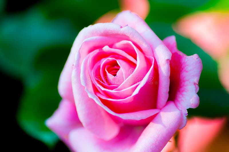 Beautiful light pink rose stock photo. Image of wallpapers - 94535940