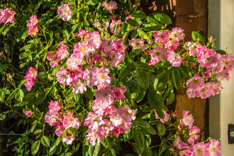 Beautiful Light Pink Rose Garden Stock Photo - Image of flora, closeup ...