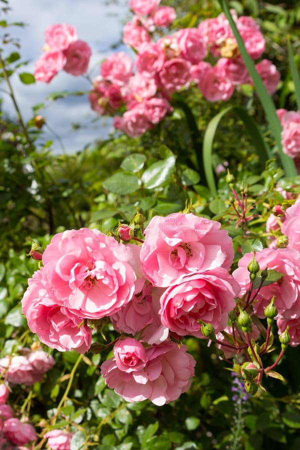 Beautiful Light Pink Rose Garden Stock Image - Image of green, outdoors ...