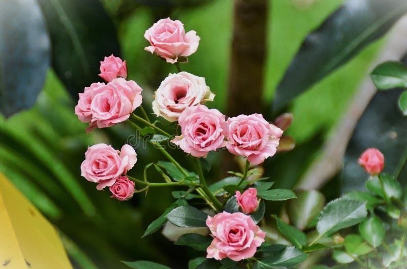 Beautiful Light Pink Roses in the Garden Stock Image - Image of bloom ...