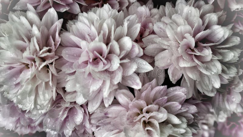 Beautiful Light Pink Summer Flowers Full Frame Background Stock Photo ...