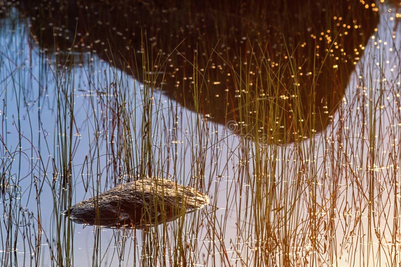 Beautiful Light on Plant Stems in the Water on a Summer Evening Stock ...
