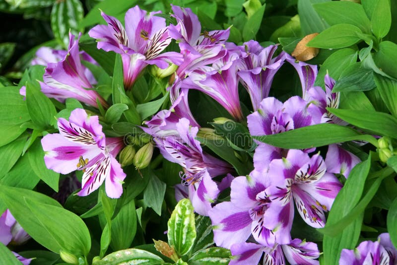 Beautiful Light Purple Peruvian Lily Flowers at Full Bloom Stock Photo ...