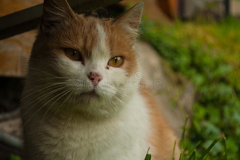 Beautiful light red cat stock photo. Image of animal - 91655388