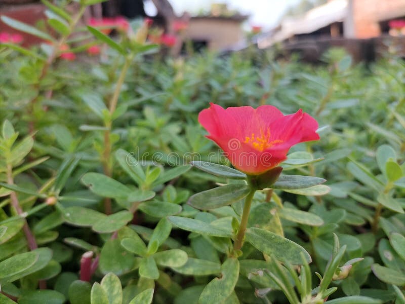 Light Red Flower in the Green Leaves Stock Image - Image of pink ...