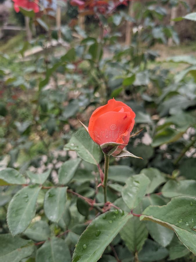 Beautiful Light Red Rose First Look 2 Stock Image - Image of green ...