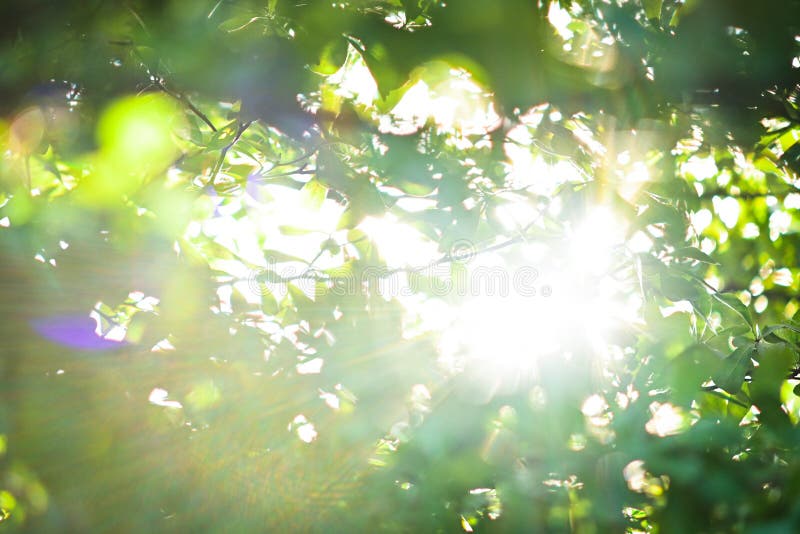 Beautiful Light of Sun Shine through Green Tree in the Morning Stock ...