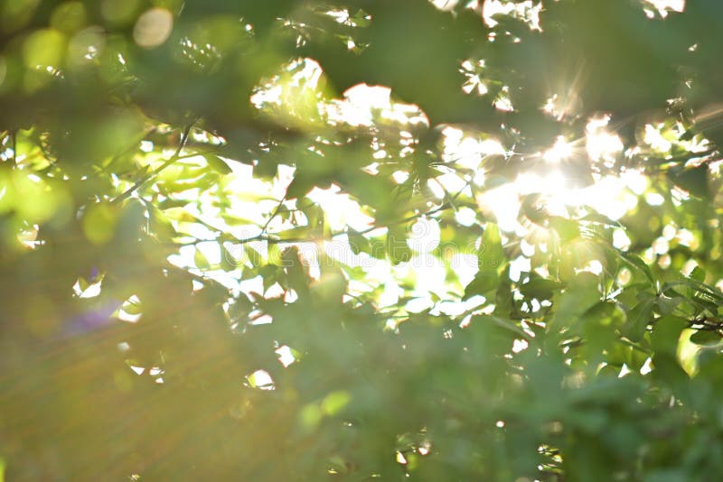 Beautiful Light of Sun Shine through Green Tree in the Morning Stock ...