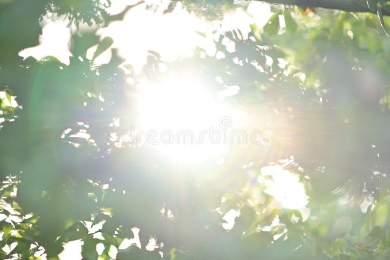 Beautiful Light of Sun Shine through Green Tree Stock Image - Image of ...