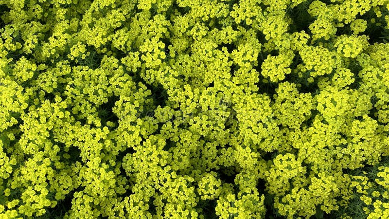 Beautiful Light Yellow Floral Pattern. Natural Yellow Background with ...