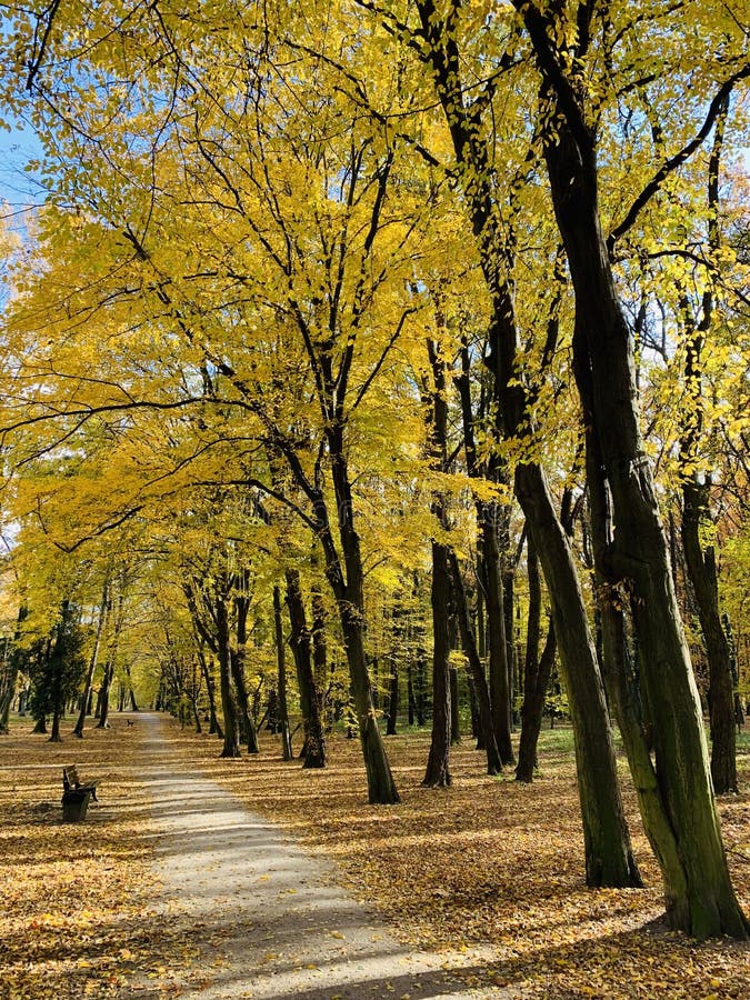 Beautiful Lightning in Trees in Fall Time Stock Photo - Image of ...