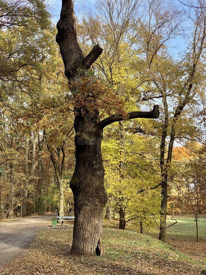 Beautiful Lightning in Trees in Fall Time Stock Photo - Image of ...