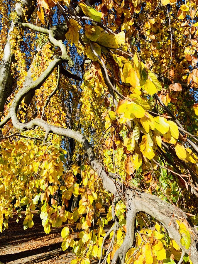 Beautiful Lightning in Trees in Fall Time Stock Photo - Image of leaves ...