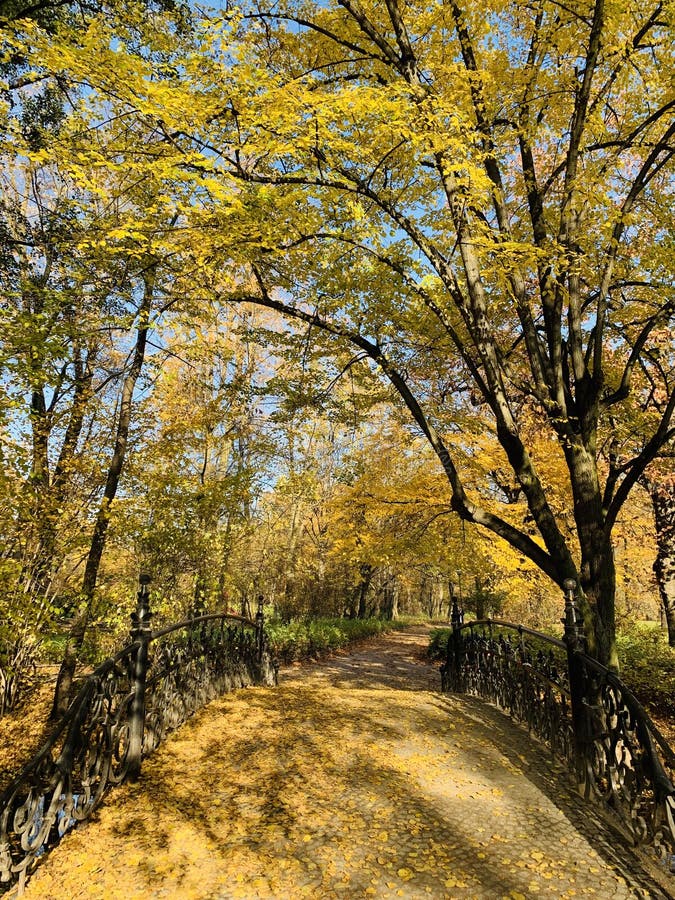 Beautiful Lightning in Trees in Fall Time Stock Image - Image of shadow ...