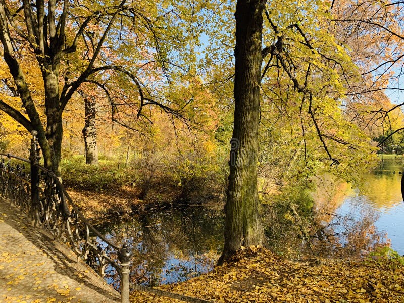 Beautiful Lightning in Trees in Fall Time Stock Image - Image of shadow ...