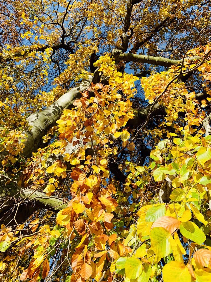 Beautiful Lightning in Trees in Fall Time Stock Photo - Image of orange ...