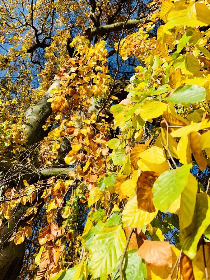 Beautiful Lightning in Trees in Fall Time Stock Image - Image of ...