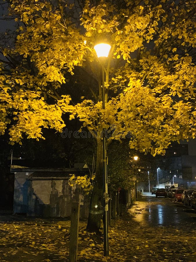 Beautiful Lightning in Trees in Fall Time Stock Photo - Image of rural ...