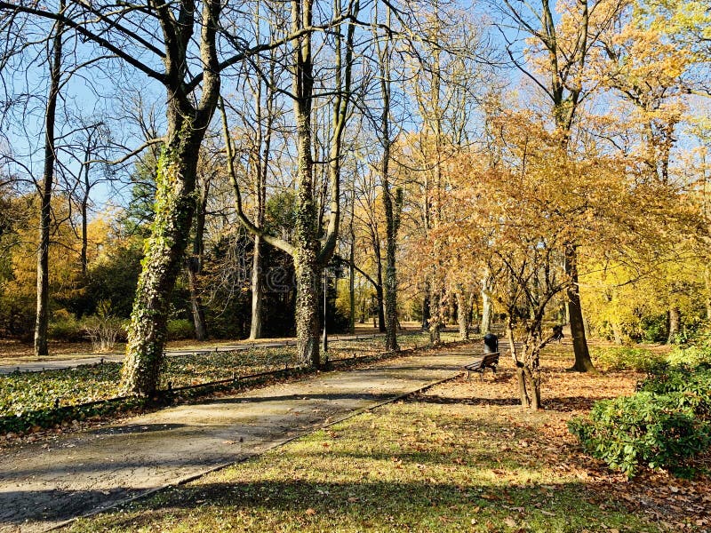 Beautiful Lightning in Trees in Fall Time Stock Photo - Image of ...