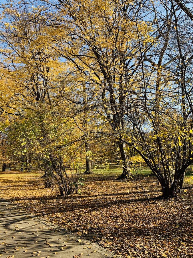 Beautiful Lightning in Trees in Fall Time Stock Photo - Image of ...