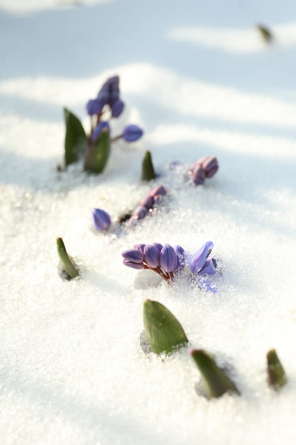 Beautiful Lilac Alpine Squill Flowers Growing through Stock Image ...