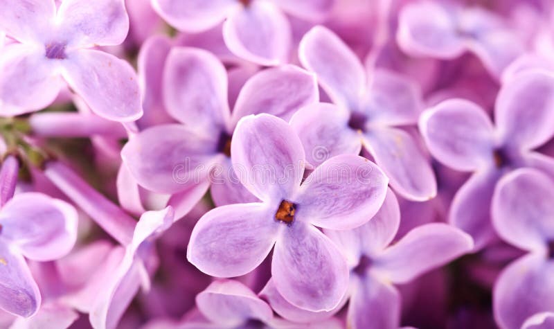 Beautiful lilac background stock photo. Image of nature - 10484038