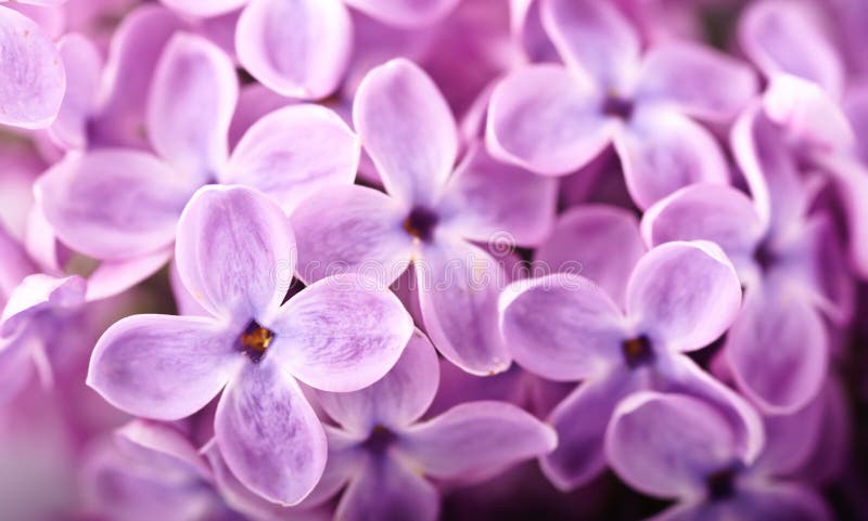 Beautiful lilac background stock photo. Image of flora - 53894664