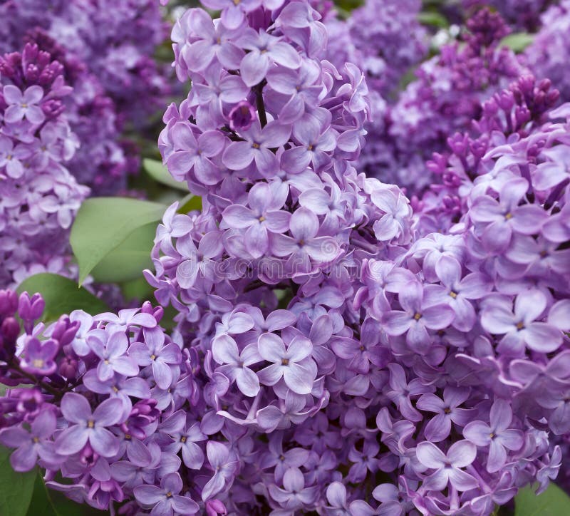 905 Cape Lilac Stock Photos - Free & Royalty-Free Stock Photos from ...