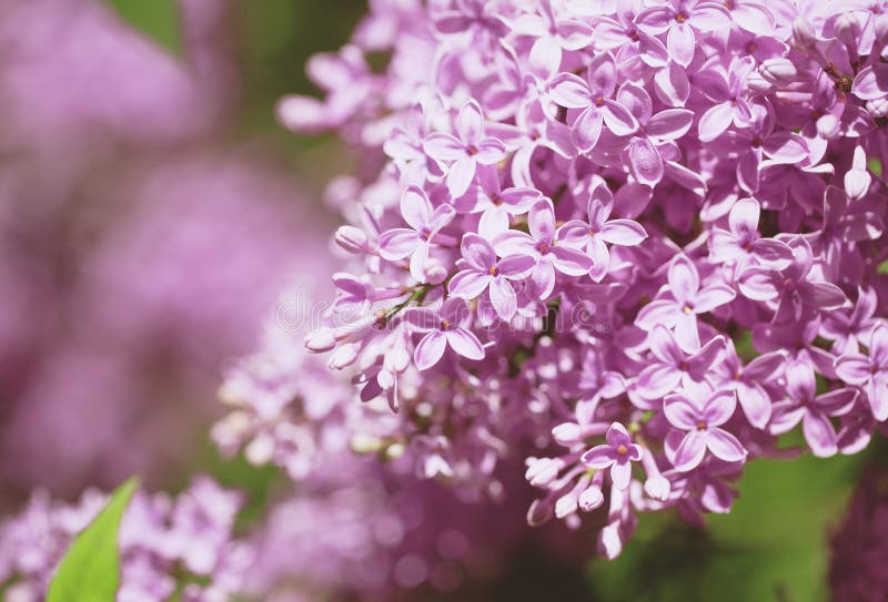 Beautiful Lilac Bushes with a Soft Background Stock Image - Image of ...