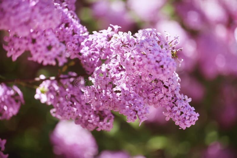Beautiful Lilac Bushes with a Soft Background Stock Photo - Image of ...
