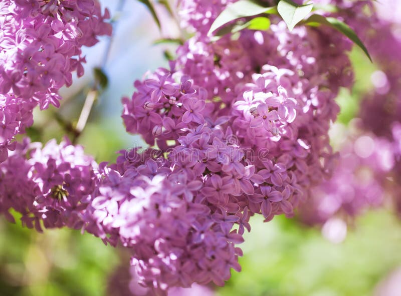 Beautiful Lilac Bushes with a Soft Background Stock Image - Image of ...