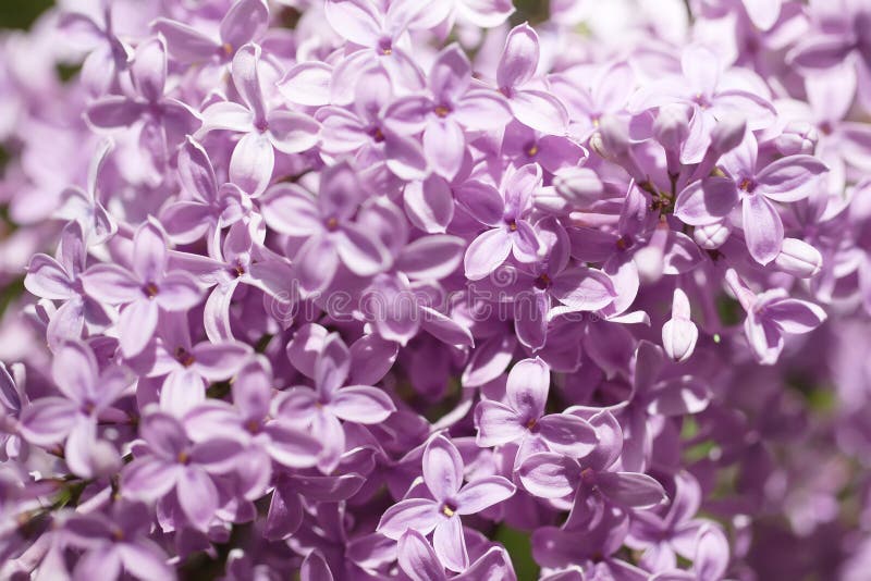 Beautiful Lilac Bushes with a Soft Background Stock Photo - Image of ...