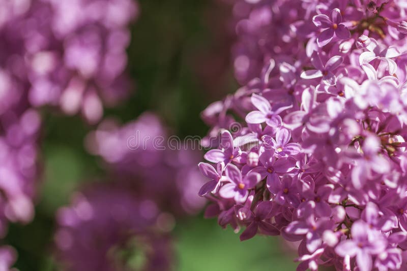 Beautiful Lilac Bushes with a Soft Background Stock Photo - Image of ...