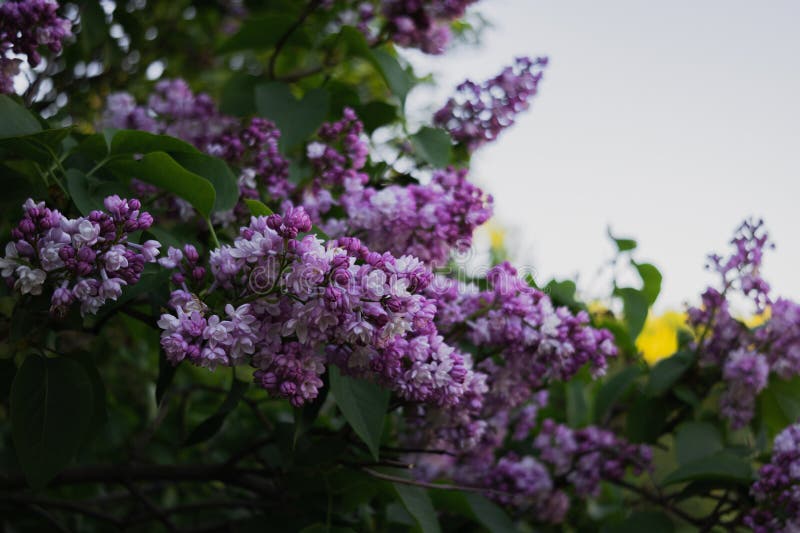 Beautiful Lilac in Close-up. Summer Stock Image - Image of flowering ...