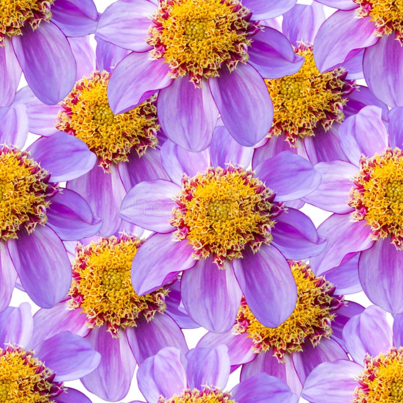 Floral Seamless Pattern. Beautiful Flowers of Lilac Dahlia Background. Stock Illustration ...
