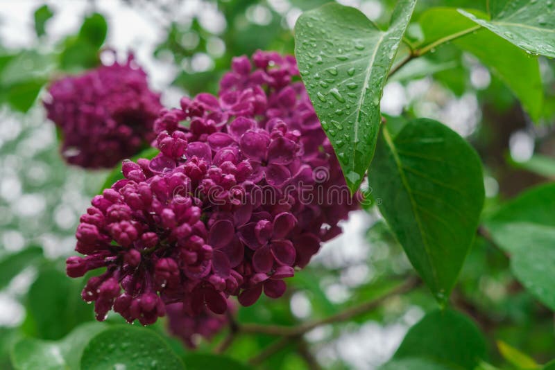 Beautiful Lilac with Droplets of Water after the Rain Stock Photo ...