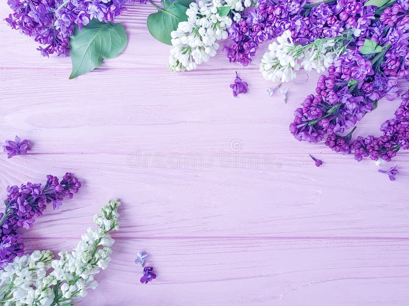 Lilac Frame Stock Photos - Download 12,179 Royalty Free Photos