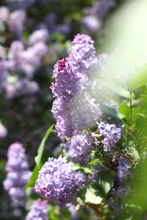 Beautiful Lilac Flowers Blooming Under the Warm Spring Sun in a ...