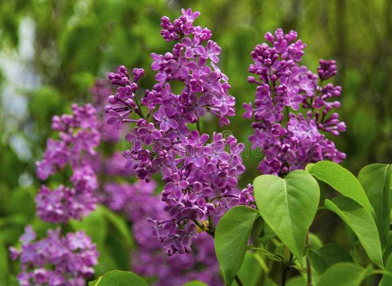 Beautiful Lilac flowers stock image. Image of balmy, floral - 91263665