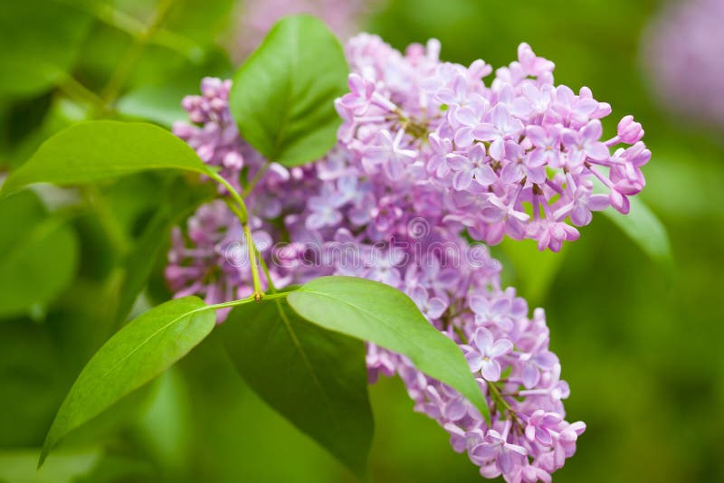 Beautiful Lilac Flowers in Garden Stock Photo - Image of blooming ...