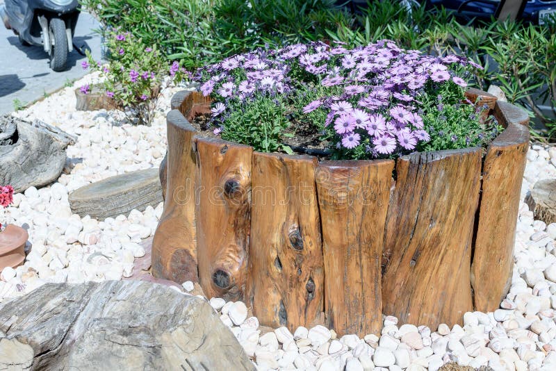 Beautiful Lilac Flowers Grow on the Stump Stock Photo - Image of garden ...