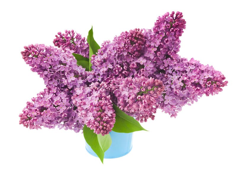 Beautiful lilac flowers stock photo. Image of lilac, color - 49345744
