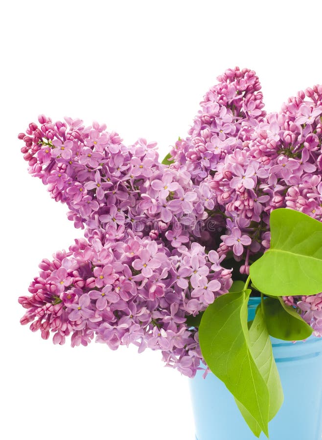 Beautiful lilac flowers stock image. Image of horizontal - 49345787
