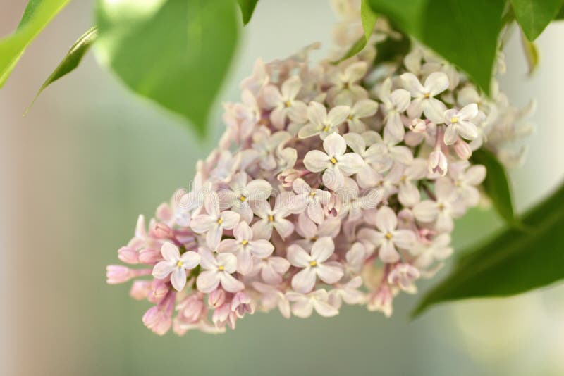 Beautiful lilac flowers stock image. Image of light, focus - 31451339