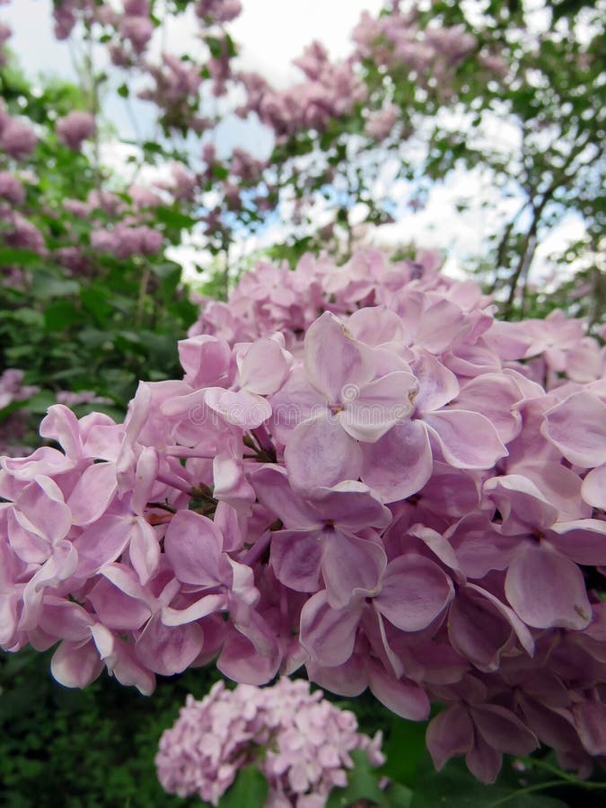 Beautiful lilac flowers stock image. Image of flower - 117171949